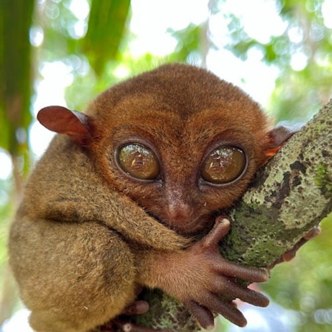 10 of the world's weirdest animals