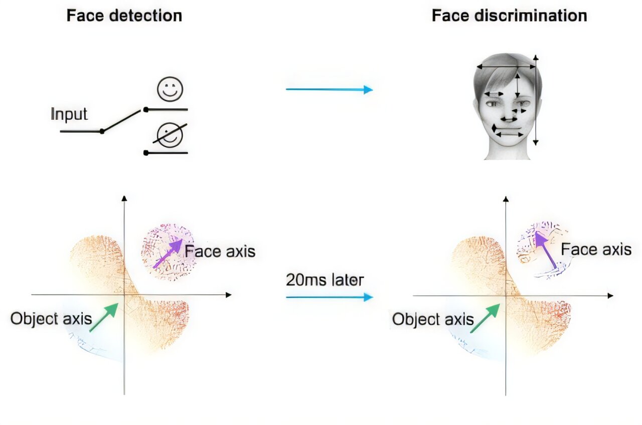 Fixed or flexible? Study shows vision-related neurons can rapidly ...