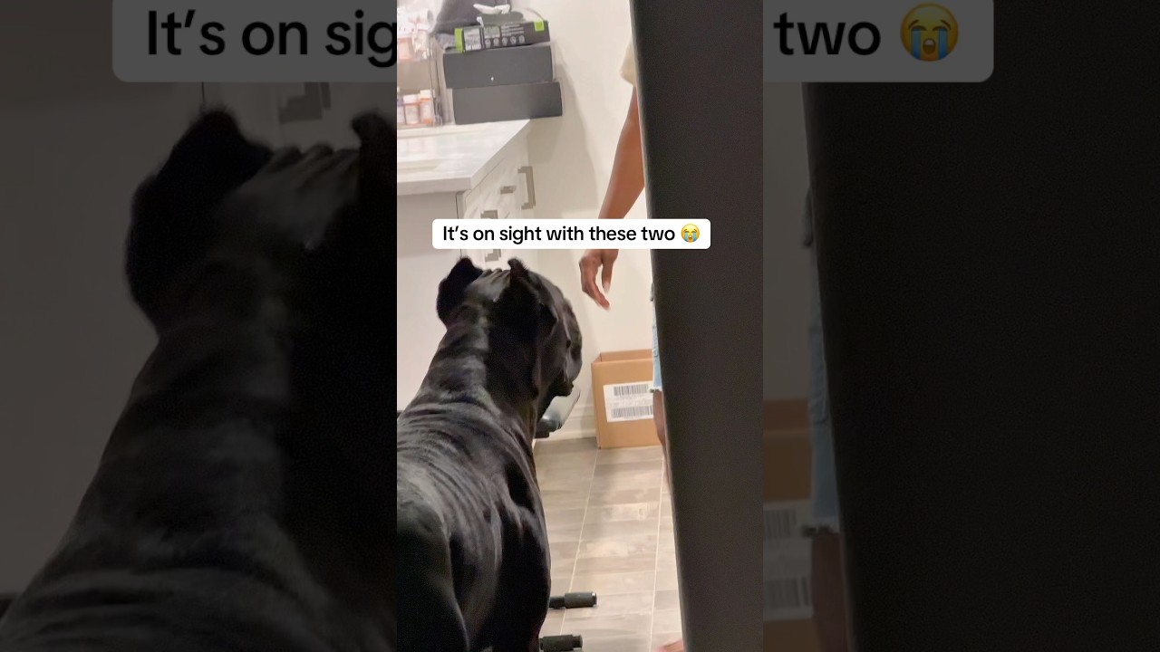 Tom & Jerry = Mom & Bane 💀