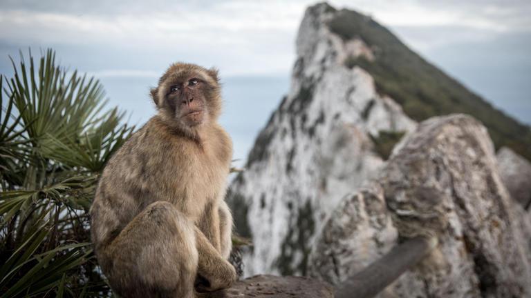 La sorprendente razón por la que los monos de Gibraltar comen tierra