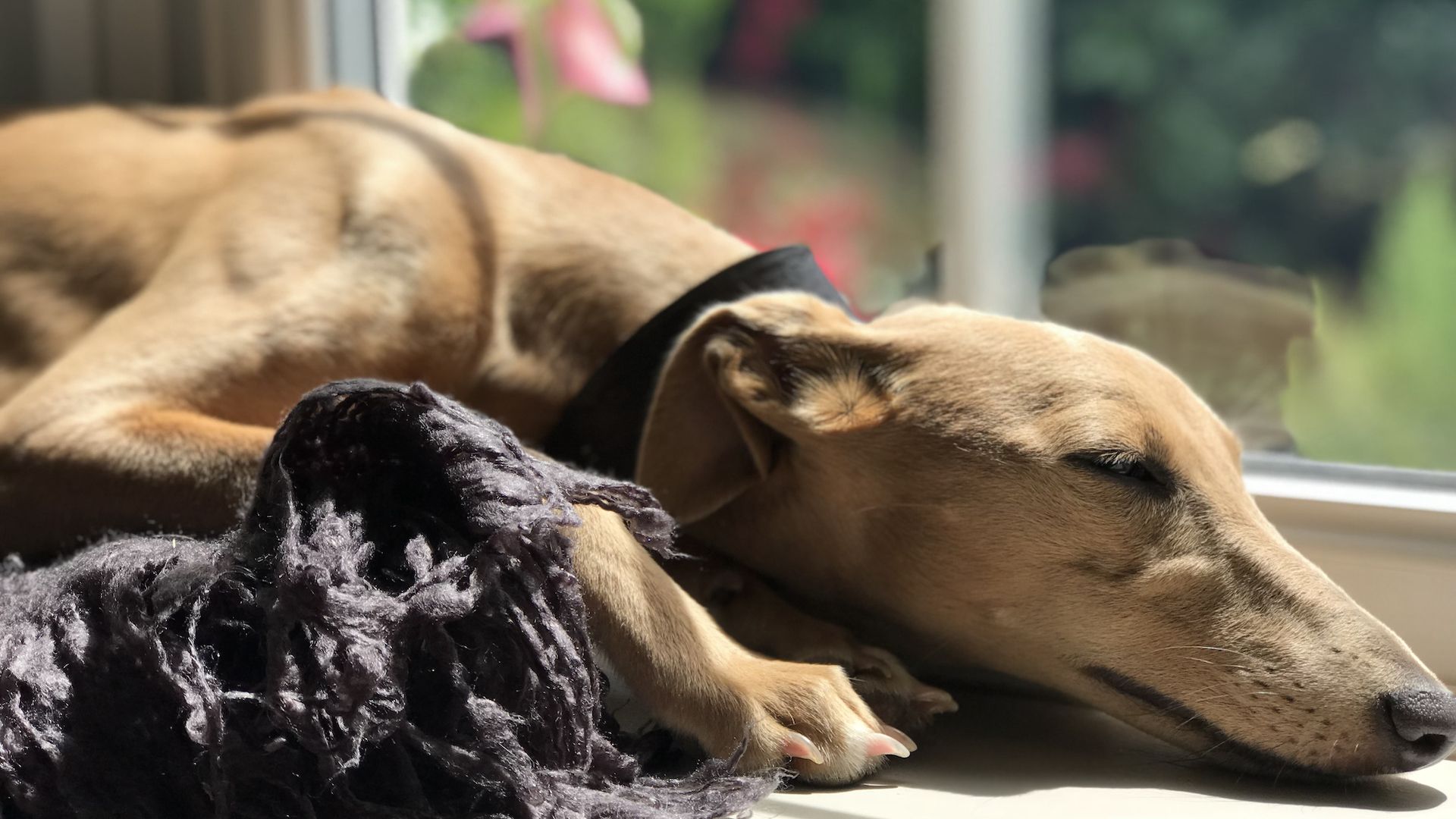 Low-energy dog breeds for laid-back pet parents