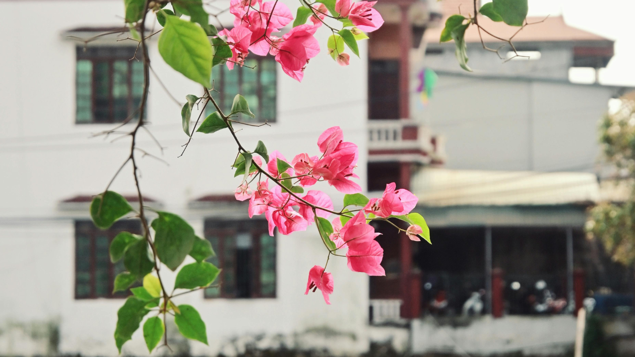 Are you killing your bougainvillea with kindness? Here are 4 things you ...