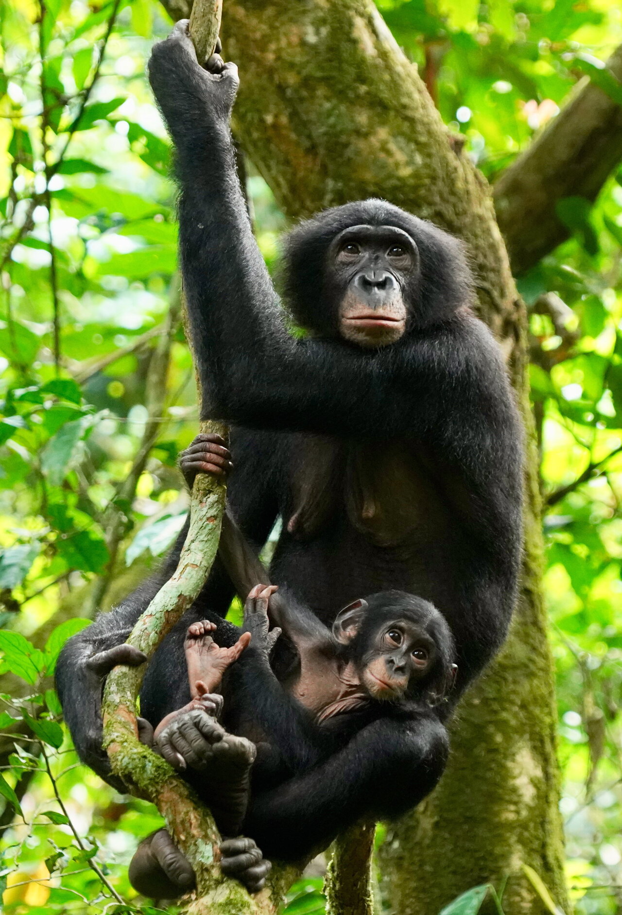 Both bonobos and dolphins form unexpected alliances with 'outsiders'