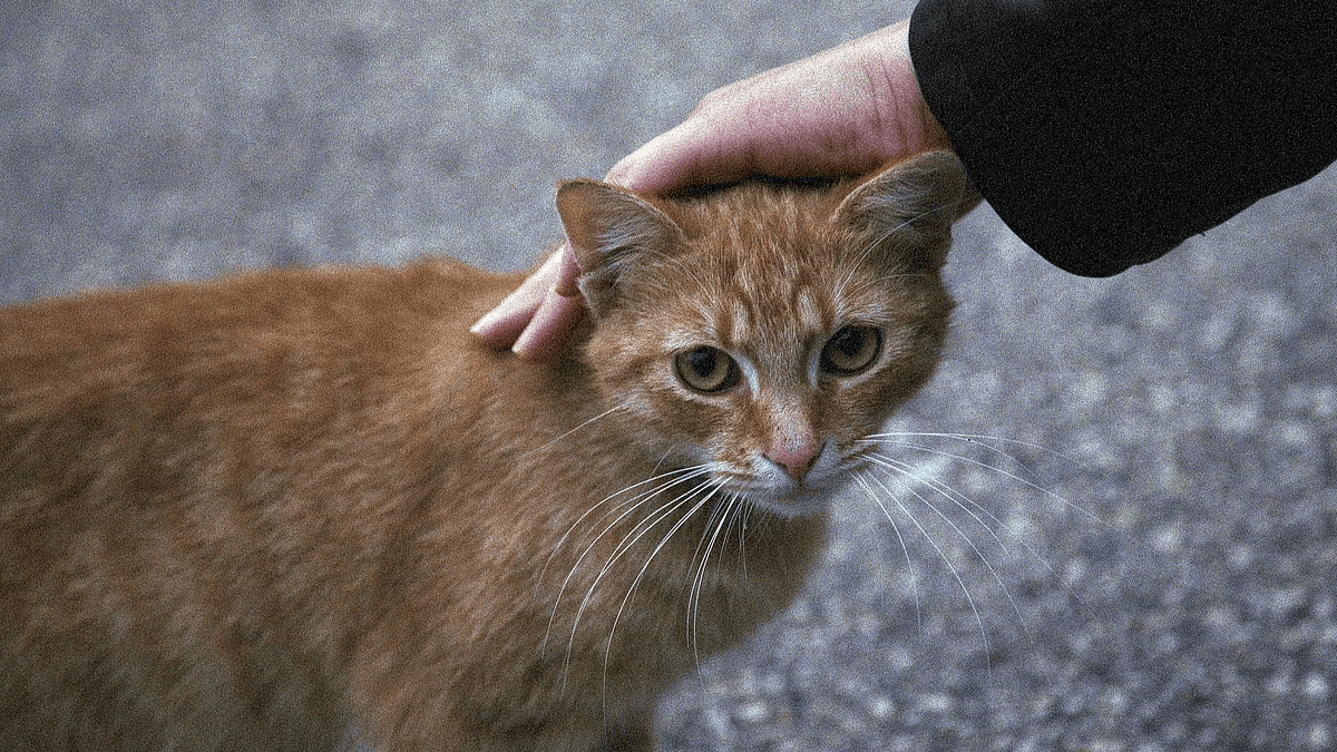 7 sounds your cat makes and what they mean (it's always trying to tell ...