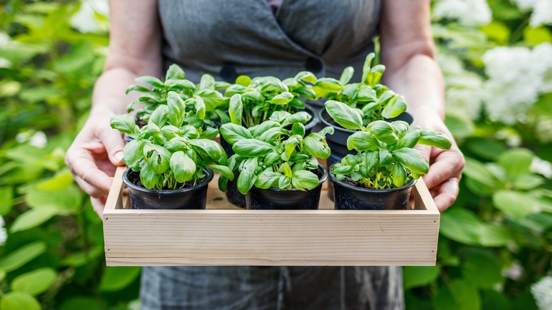 Companion plants that will thrive alongside basil in the garden