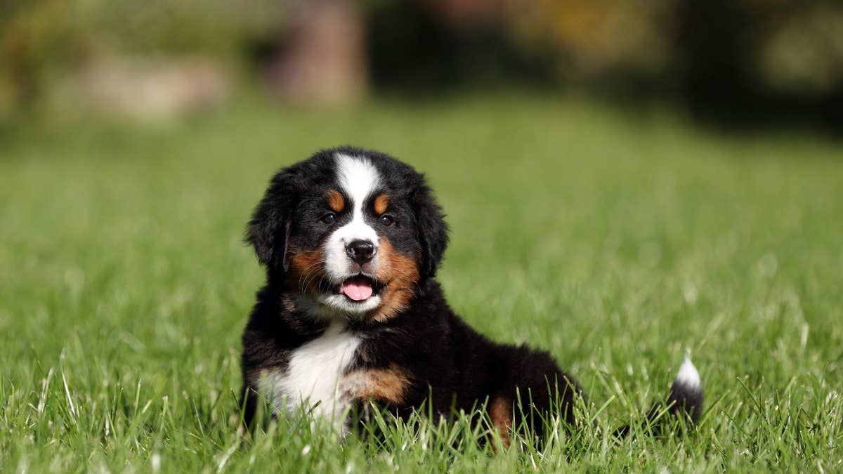 Start your day with these Bernese mountain dog puppies' cute morning ...