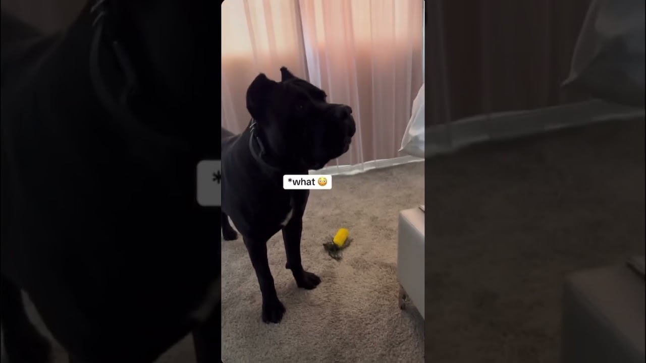 Bane knows all of mom's tricks