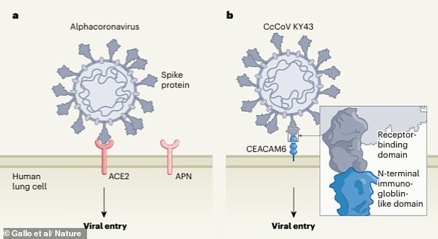 Bat alphacoronavirus could be next global pandemic - as study reveals ...