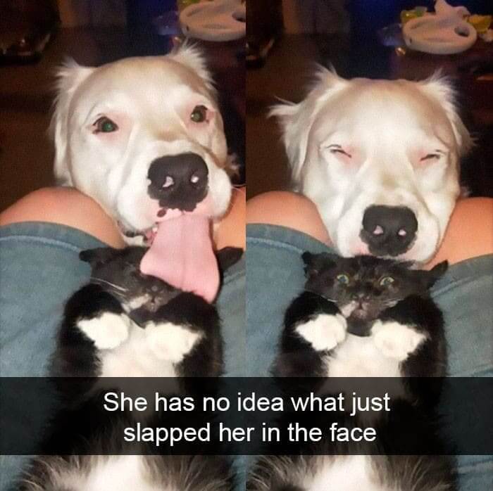 Ridiculously funny cat snapchats to brighten your day