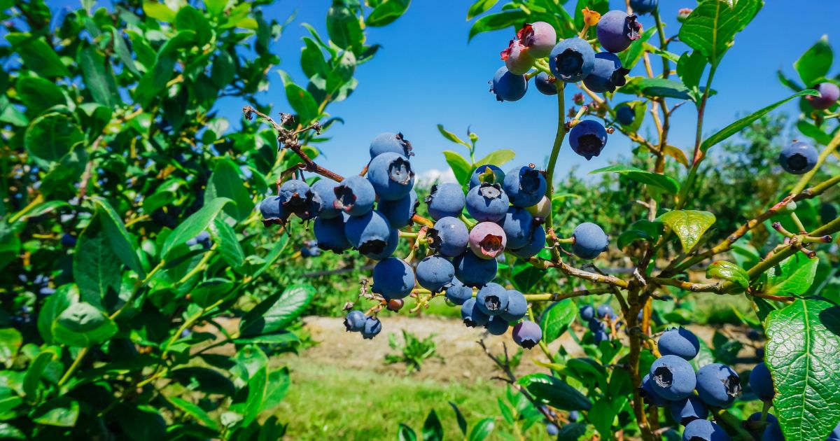 Pick buckets of blueberries at this scenic Washington farm