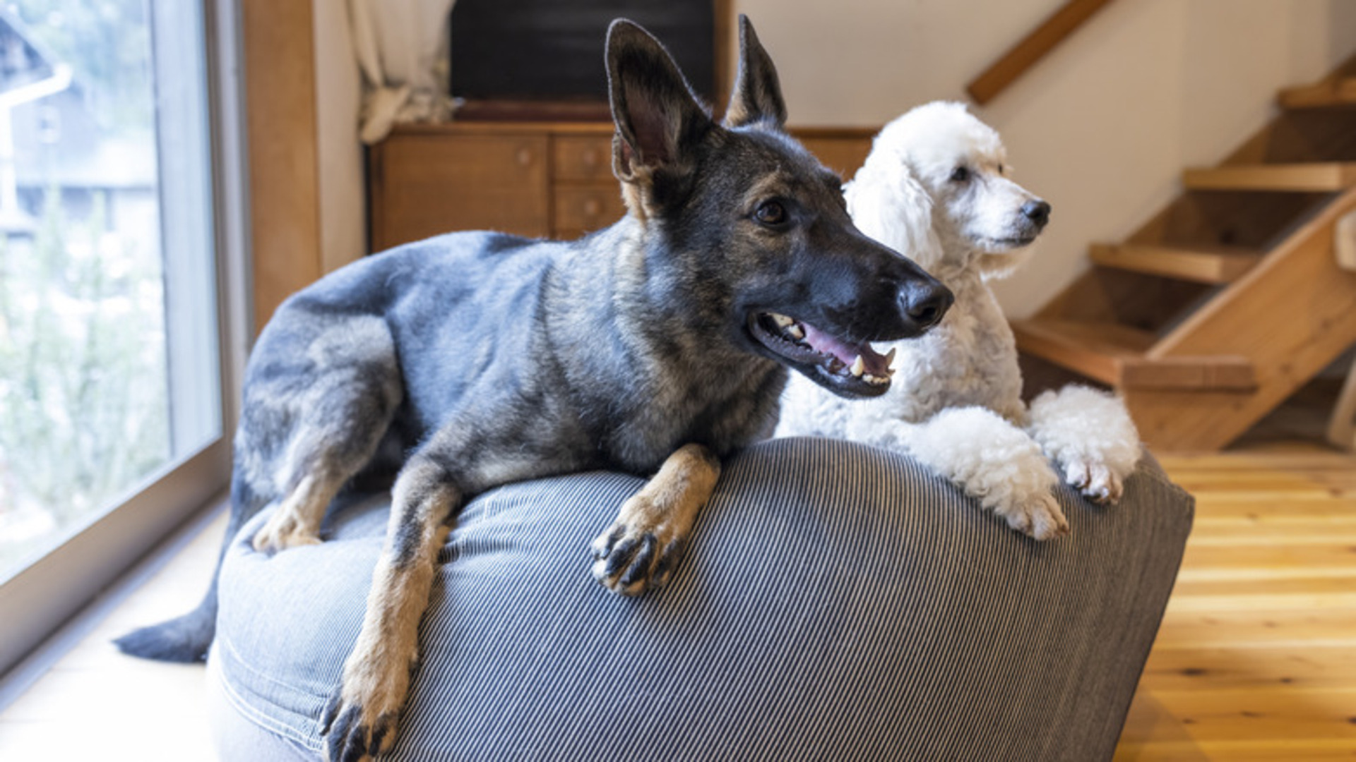 The best dog breeds for every type of person