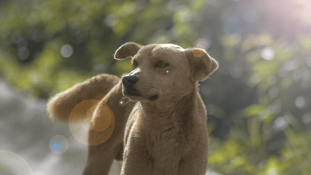 These 15 canine habits, according to the American Kennel Club, prove ...