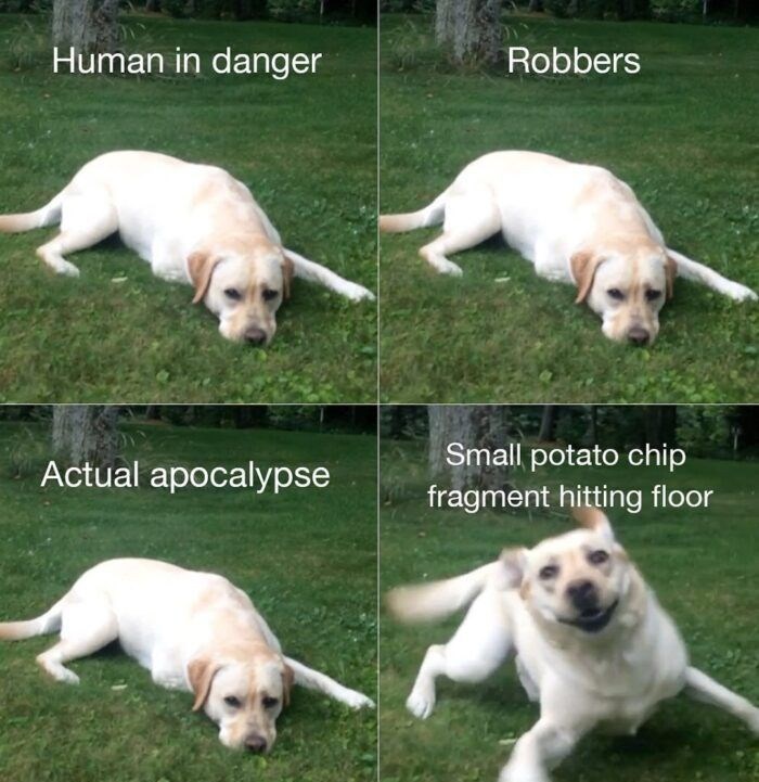 21 dog memes to bark away the midweek blues