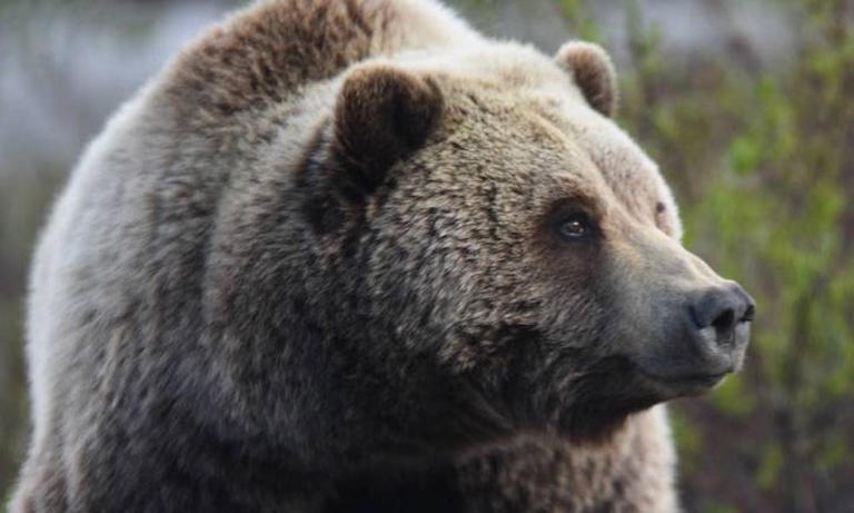 Army issues update on two soldiers attacked by bear in Alaska