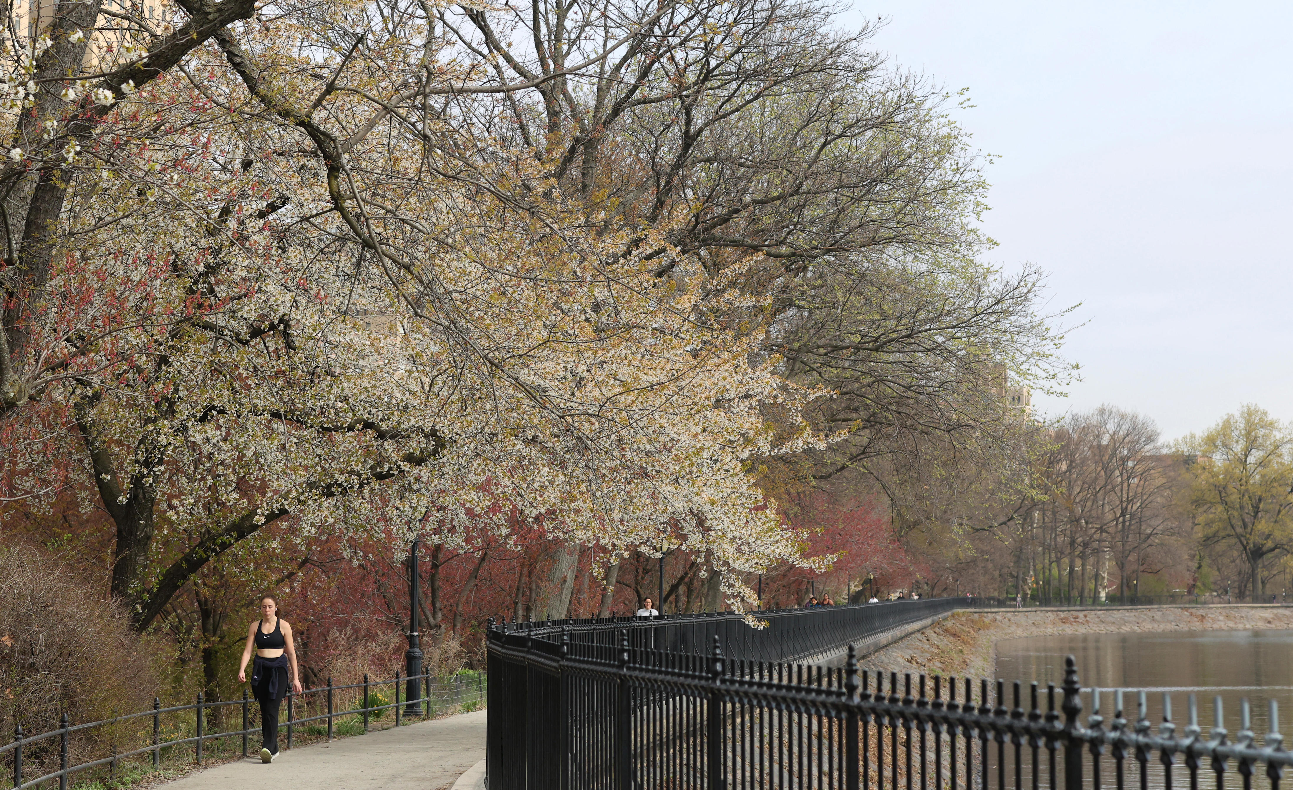 NYC plans to expand tree canopy; Staten Island declared shadiest borough
