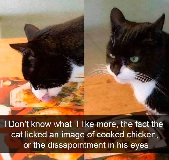 Ridiculously funny cat snapchats to brighten your day