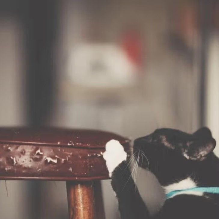 40 clever shortcuts for cat parents