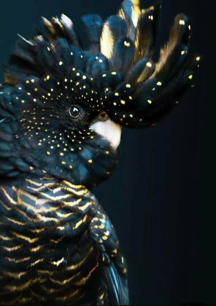Animals showing up in unbelievable colors
