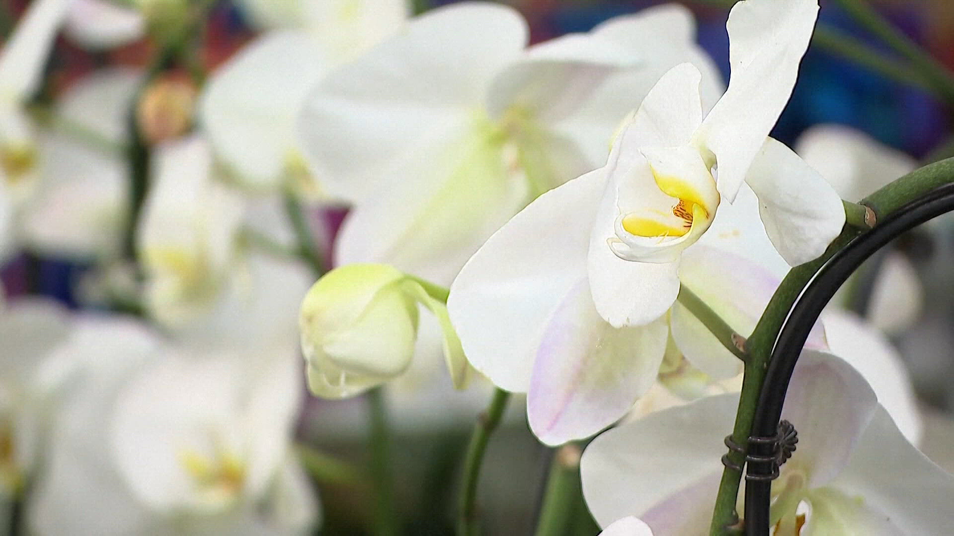 Costs bloom for Mother's Day flowers