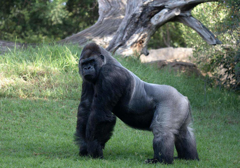 Little Joe, the gorilla who escaped a Boston zoo, is leaving after ...