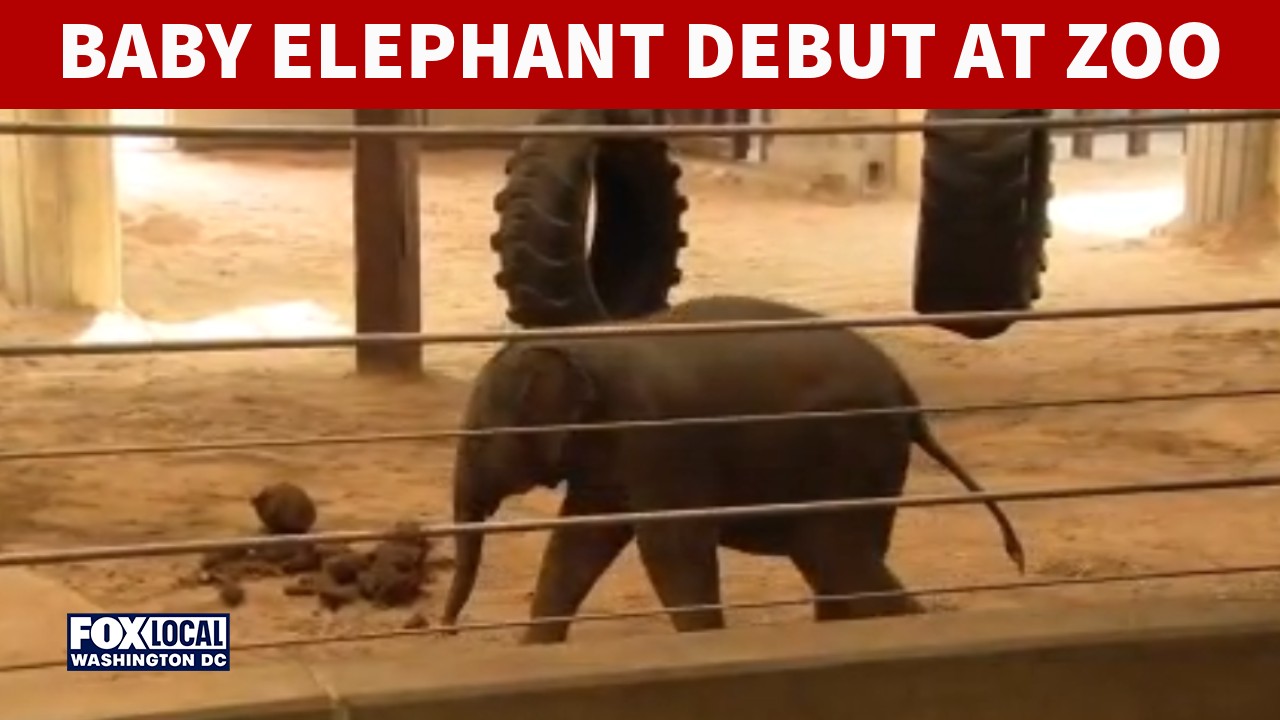 Baby elephant makes debut at National Zoo