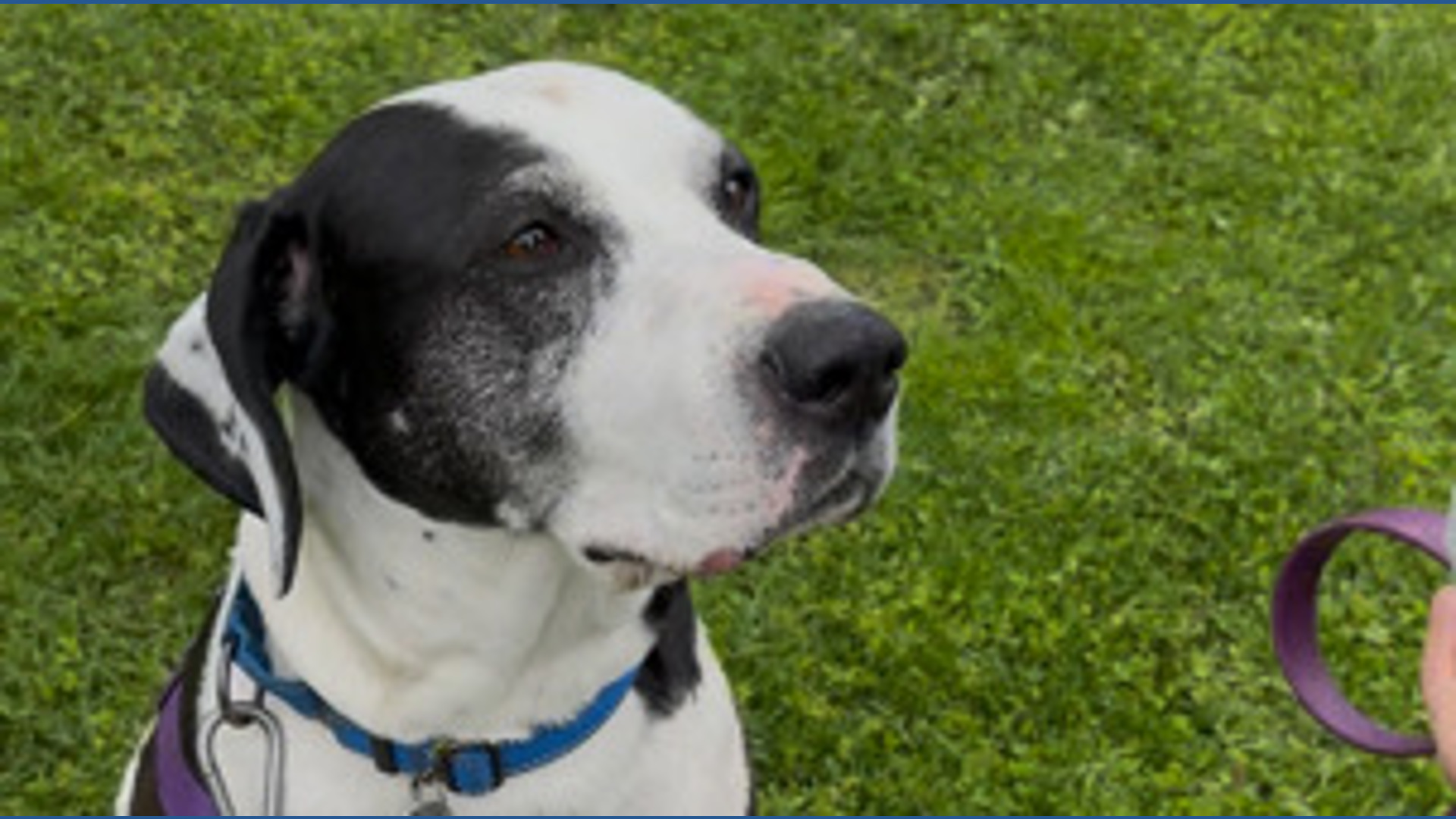 16 to the rescue sneak peek: Motley