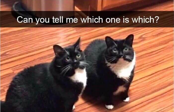 Ridiculously funny cat snapchats to brighten your day