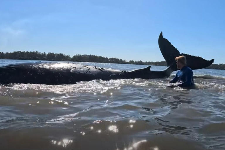 Il salvataggio riuscito di una megattera arenata in Australia, mentre ...