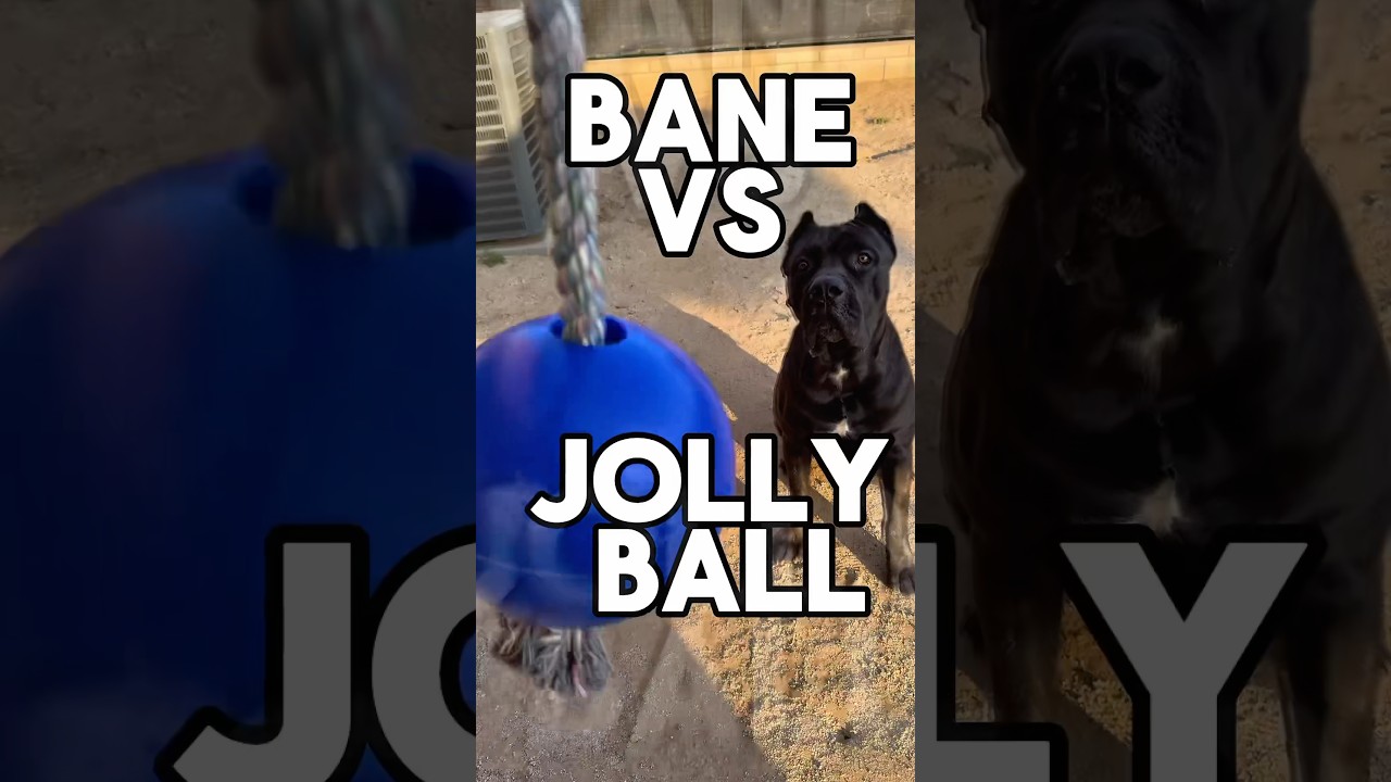My dog loves the Jolly Ball 😅