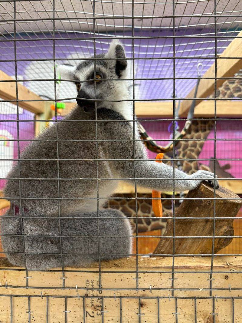 This Oklahoma animal experience gets pawsitively wild with up-close ...