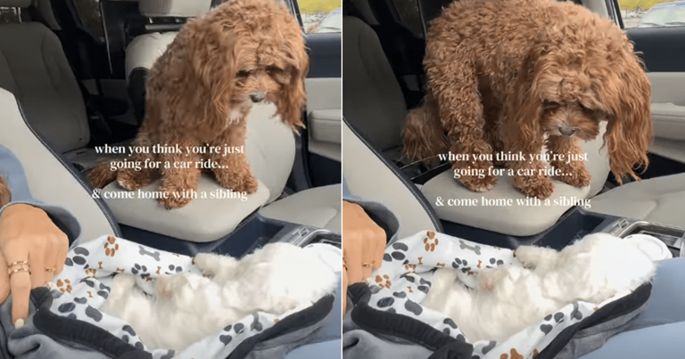 Dog can't believe her eyes as owners bring new furry brother