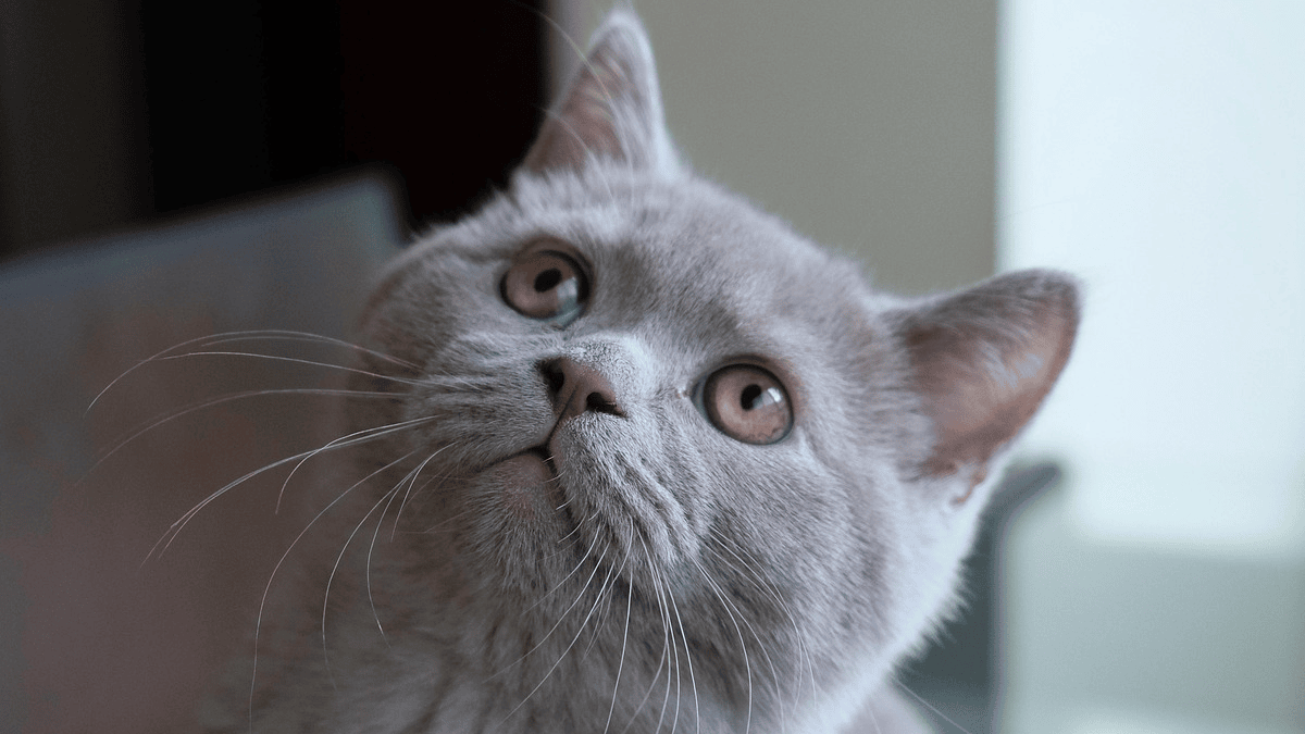 This is the correct way to feed your cat, according to veterinarians ...