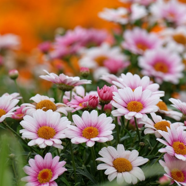 Top 10 most beautiful flowers