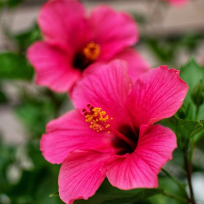 Top 10 most beautiful flowers