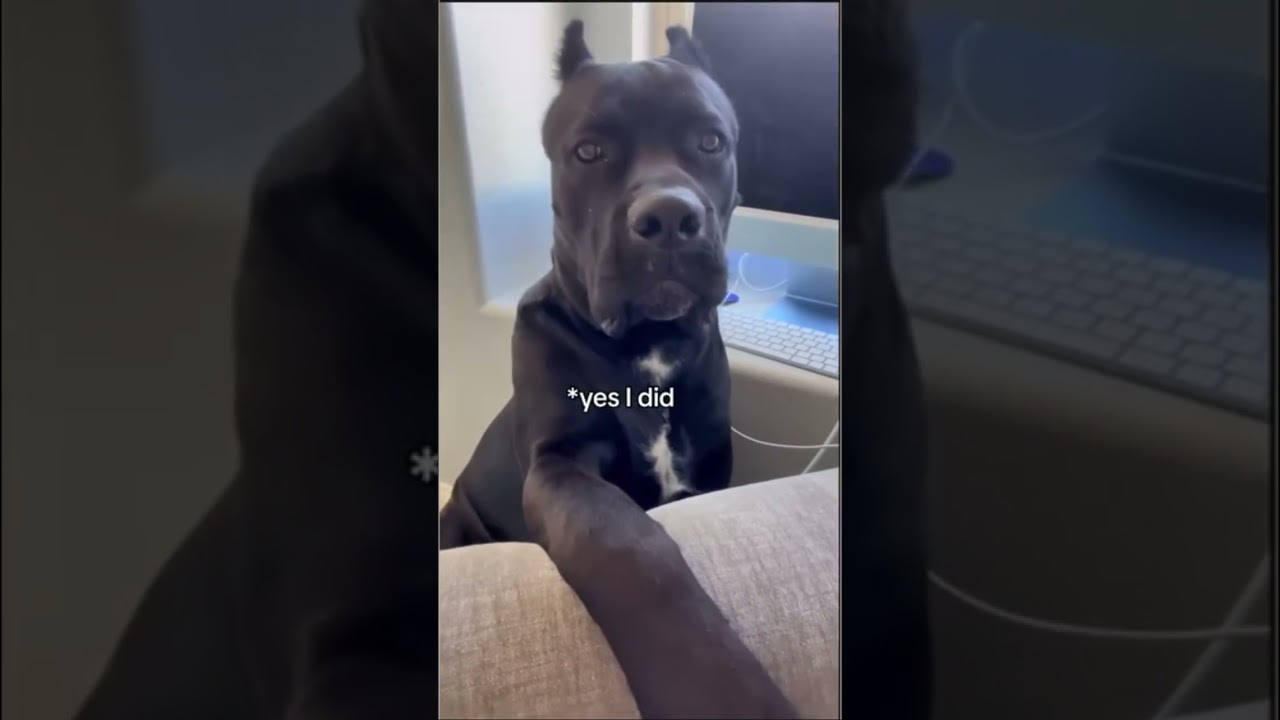 The shadiest dog alive