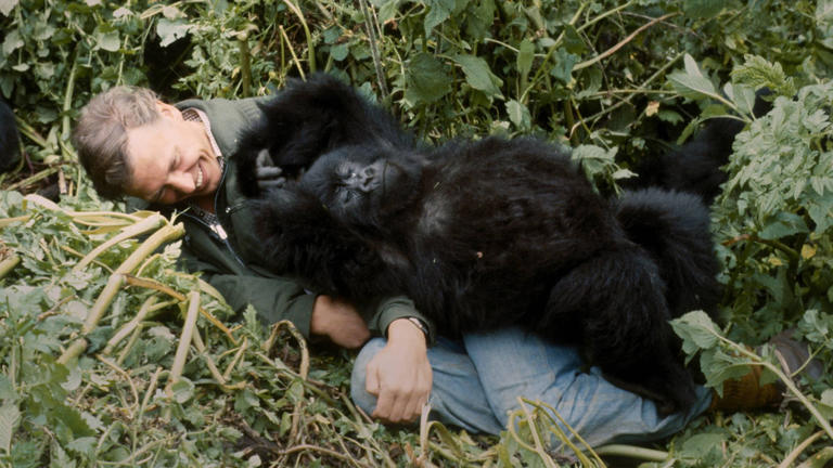 Netflix's 'A Gorilla Story' reveals the remarkable legacy of David ...