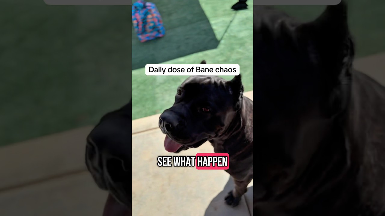 Bane won’t let us blow up the ball #raisingbane #funny #bane #doggielife