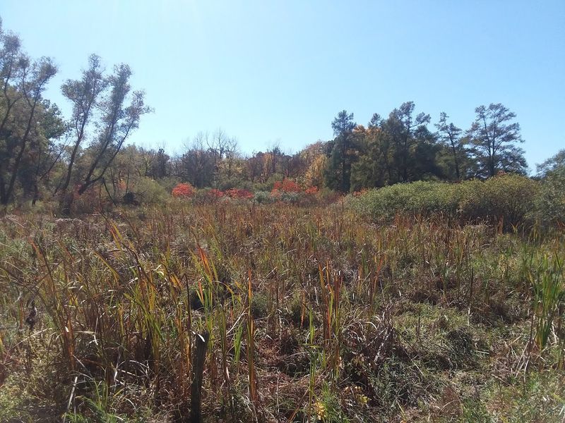 This Indiana nature preserve protects one of the last remaining high ...