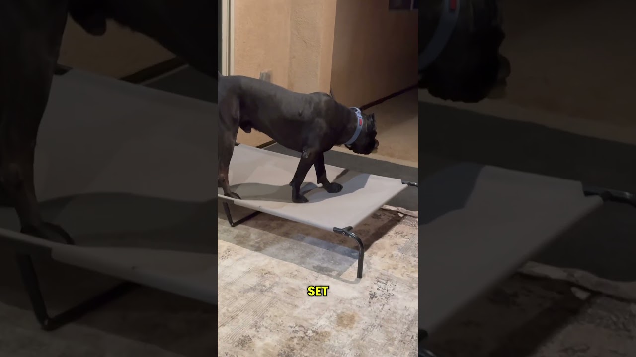 Bane has officially moved outside. Mom has provided a comfortable place ...