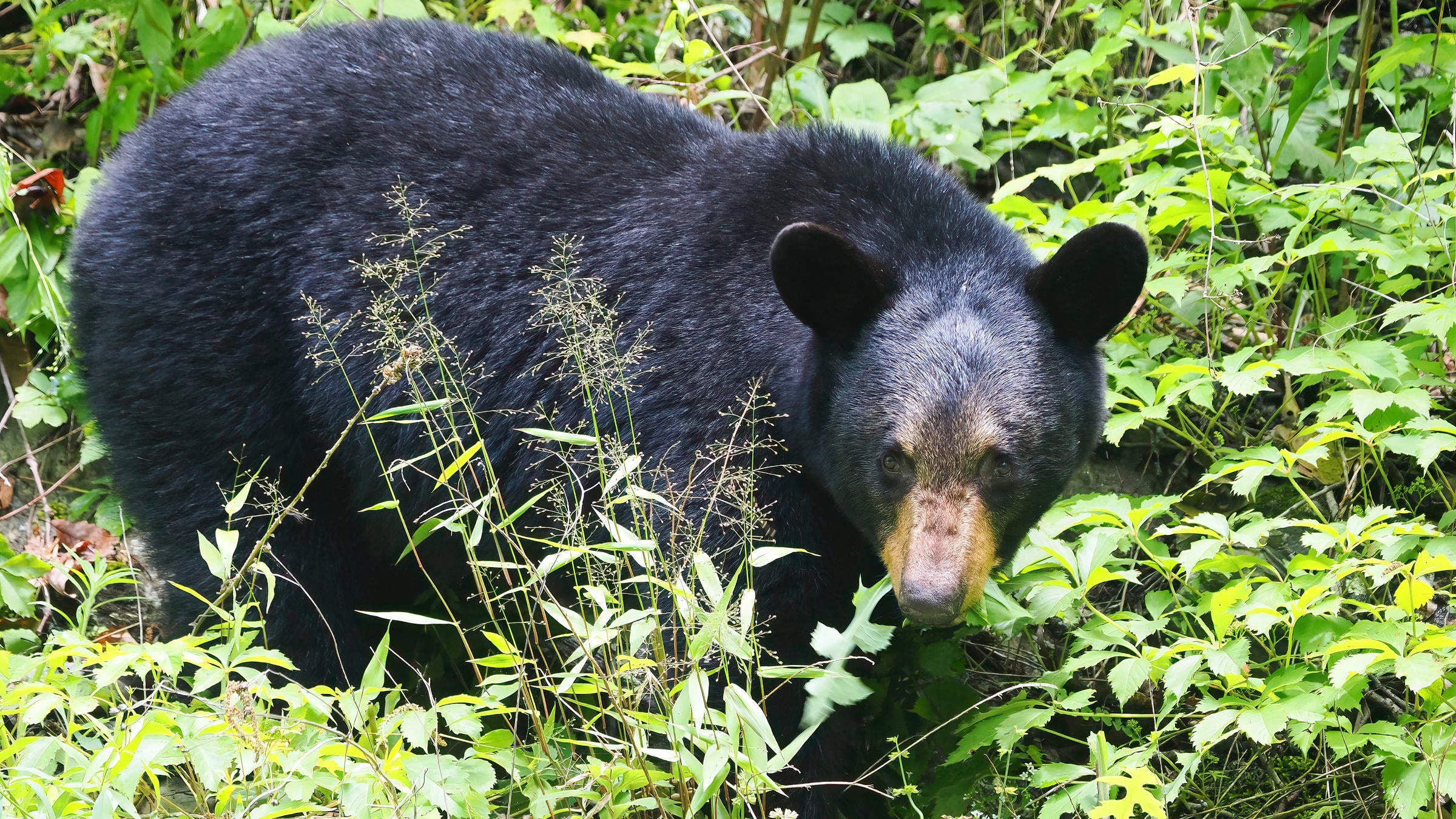 Stolen backpacks and a bitten hiker: Great Smoky Mountains trails close ...