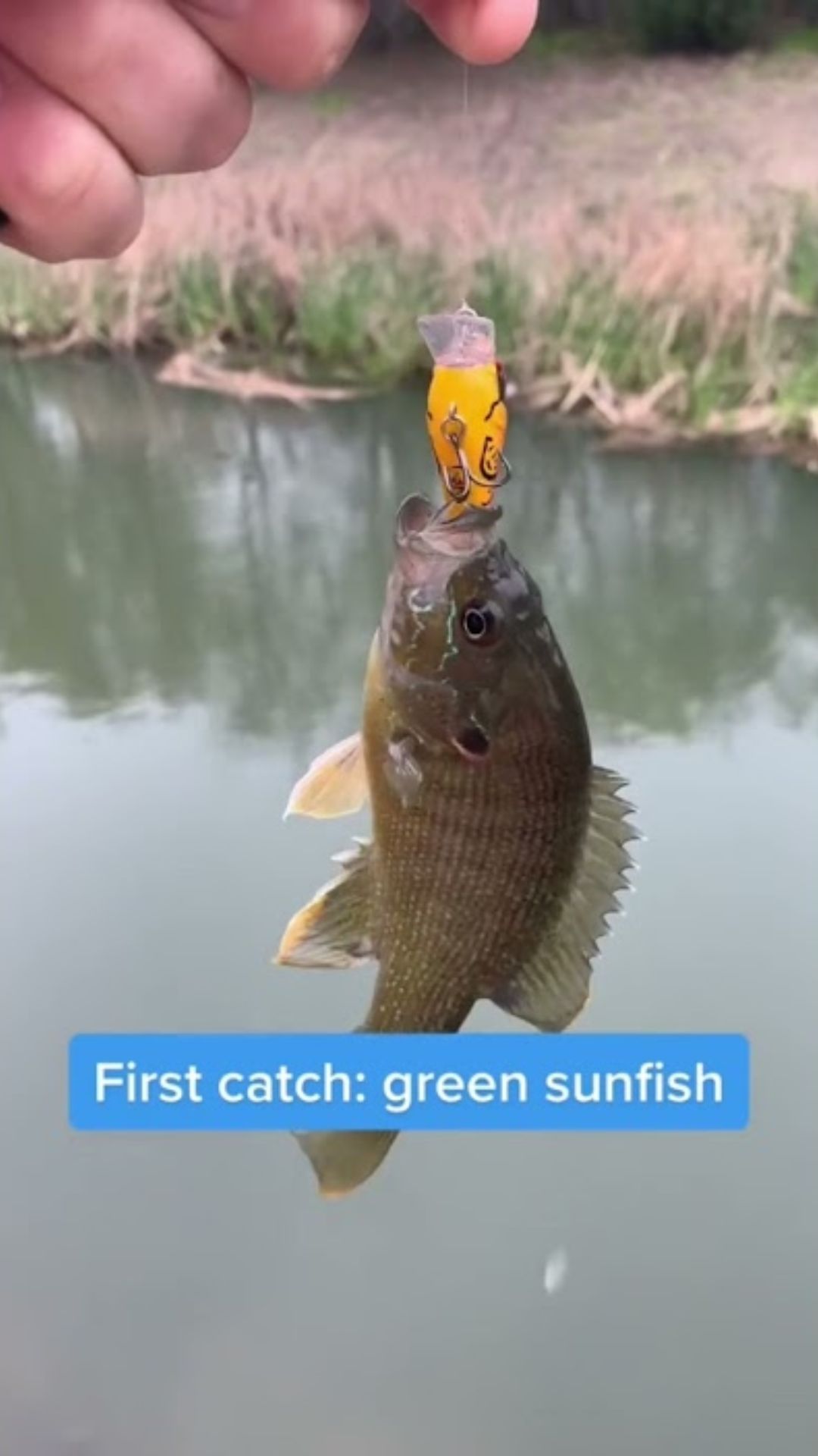 Why creek fishing is so much fun