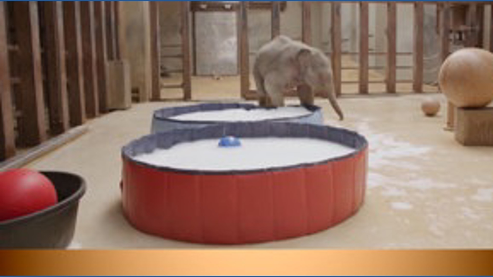 Baby elephant bubble bath