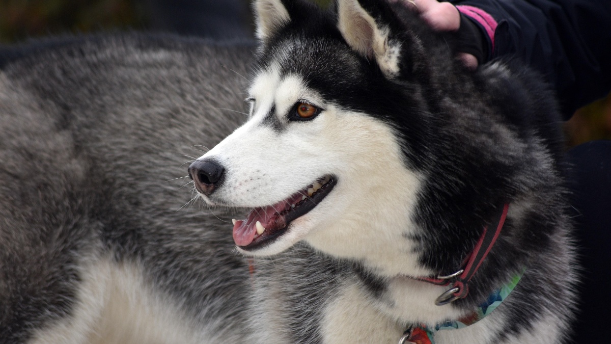 8 dog breeds that are harder to handle than most people expect