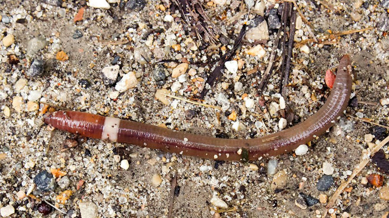 Officials again warn of invasive 'crazy worm' found in Missouri, Kansas ...