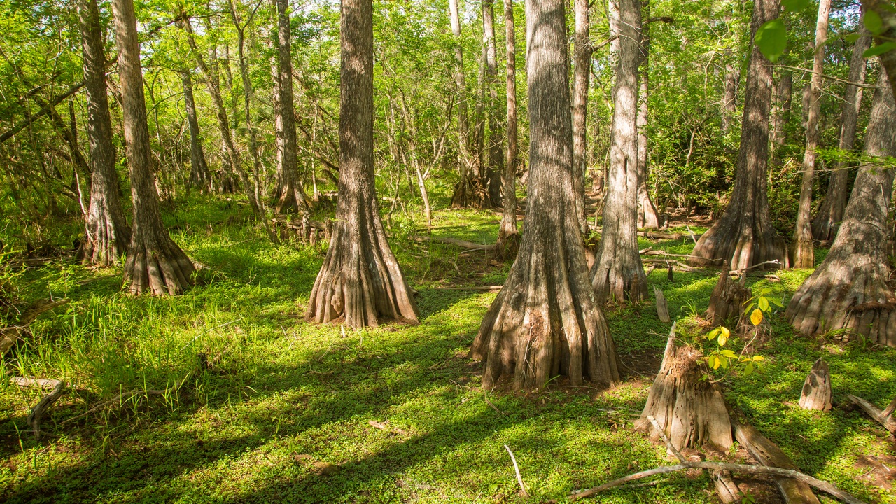 Florida’s oldest living forest is a 500-year-old cypress swamp you can ...