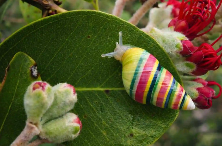 El renacer de una joya natural: científicos salvaron de la desaparición ...