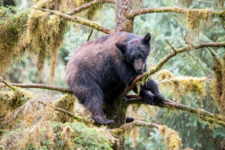 Watch a sedated bear dramatically fall from a tree in Albany neighborhood