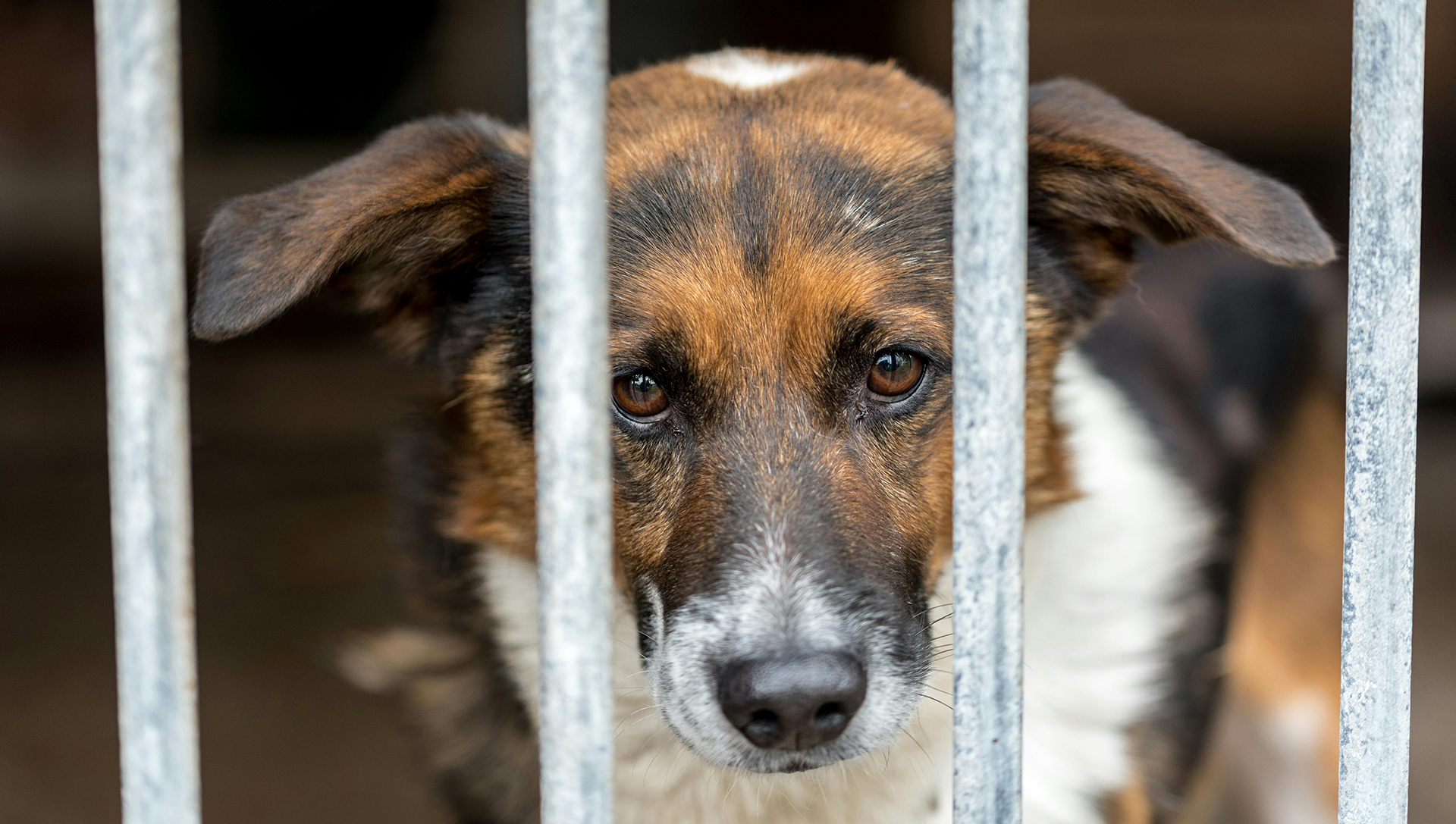 What animal shelters need most—but almost no one donates