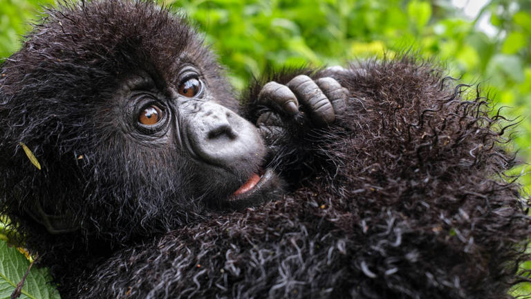 Netflix's 'A Gorilla Story' reveals the remarkable legacy of David ...