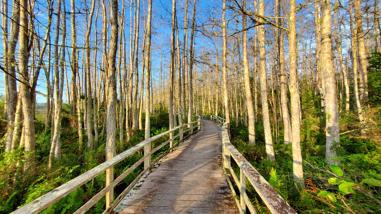 Florida’s oldest living forest is a 500-year-old cypress swamp you can ...